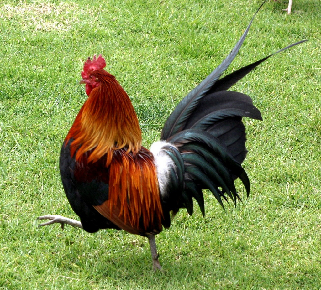 Do you have…I say, do you have a Cockerel missing? | North Luffenham