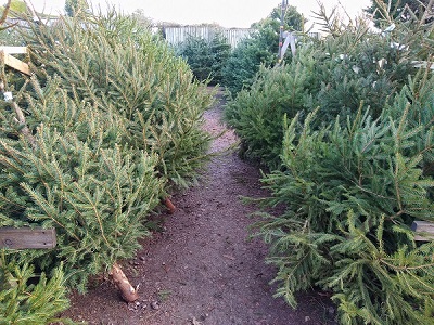 Christmas trees and decorations at Digby Farm | North Luffenham